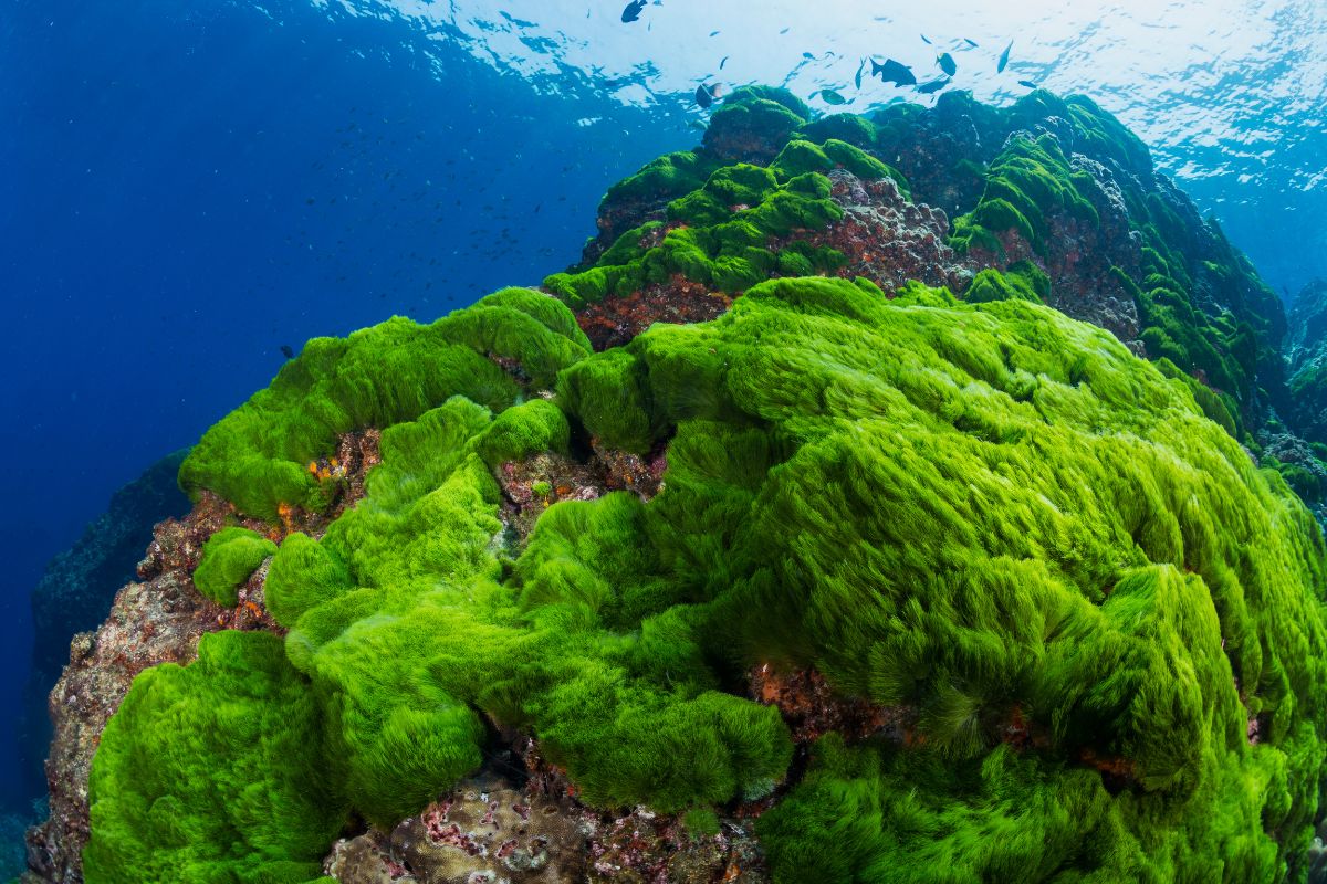 Is Algae Good For You?